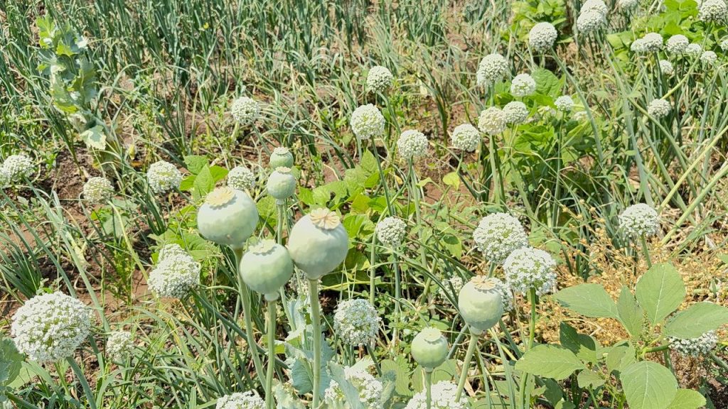 Pune Police Raid Opium Farm, One Woman Arrested - Punekar News