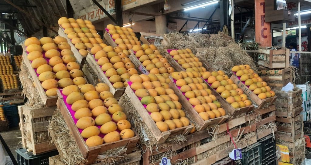 Hapus and Kesar Steal the Spotlight as Mango Season Peaks in Pune ...