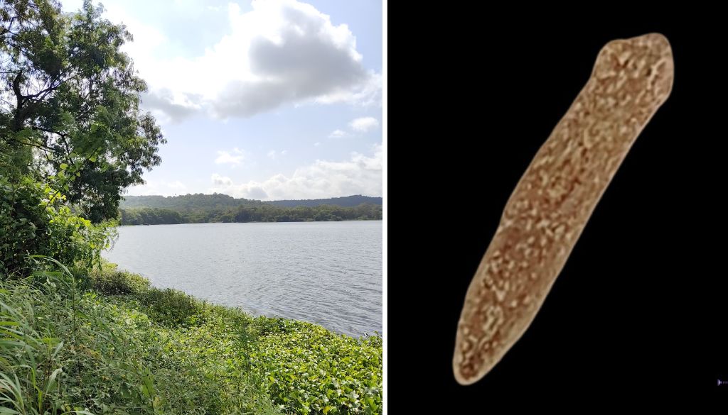 Pune: New Species Discovered in Pashan Lake: ‘Dugesia punensis’ Marks First New Indian Planarian ...