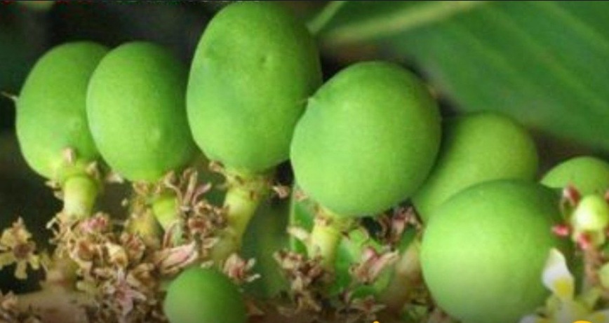 The Golden Mango of Junnar: How One Pune Farmer May Redefine Indian ...