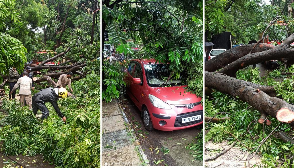 Pune: Tree Collapse in Panchavati Pashan Traps Vehicles, Injures One ...