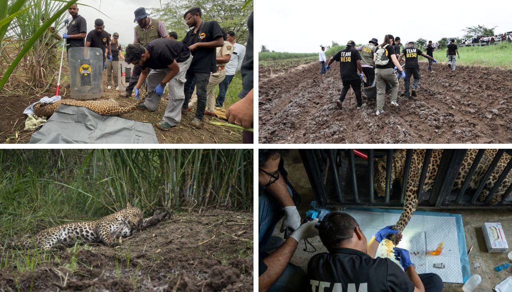 Pune: Leopard Rescued from Hunting Foot Trap in Daund - Punekar News