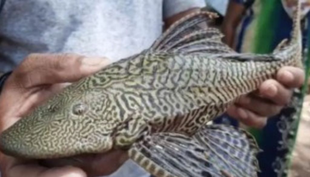 Pune: ‘Helicopter’ Fish Infestation in Ujani Dam Alarms Fishermen ...