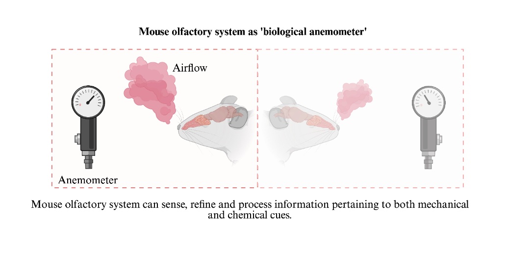 The Mouse Nose Does More Than Smell - It Can Sense The Air Pressure Too ...