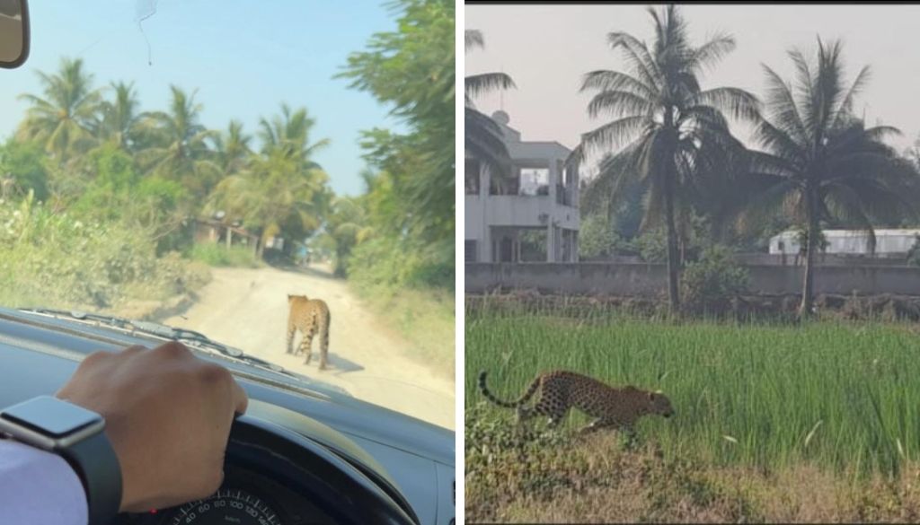 Pune: Leopard Sighting Near Hadapsar Sparks Fear; Forest Department ...