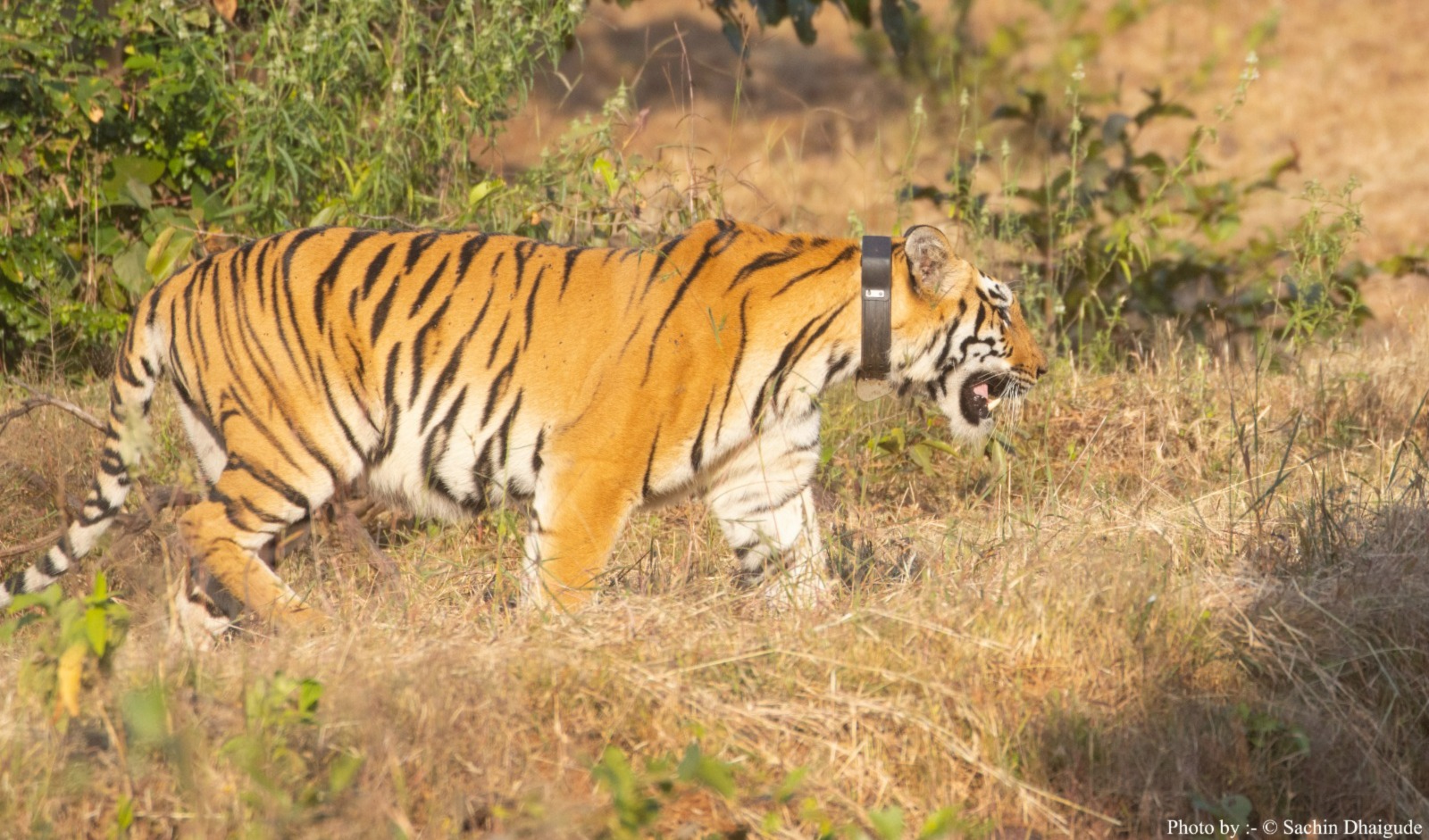 Radio-Collared Tigress Released Into Wild in Maharashtra’s Chandoli ...