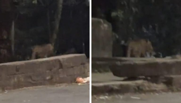 Pune: Forest Officials Confirm Leopard Sighting in Bavdhan; Citizens ...