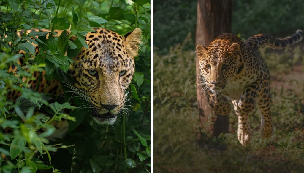 Pune: Rescued as a Cub, Leopard ‘Simba’ Completes Five Years at ...