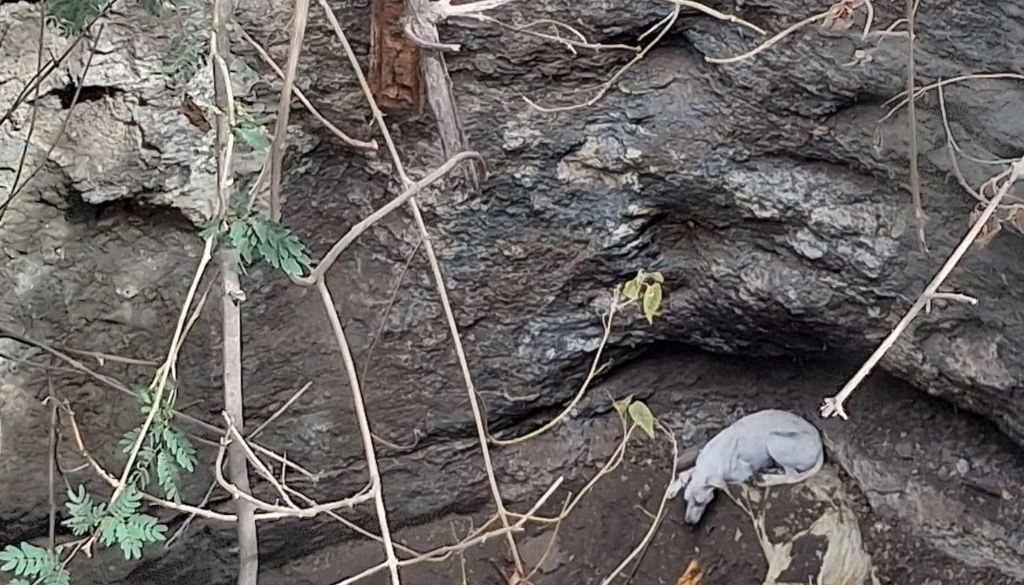 Pune: Dog Rescued from Deep Well After Five-Hour Operation by PCMC Fire ...