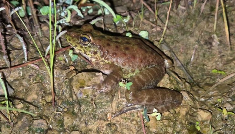 New Frog Species Discovered in Nagaland; Pune Scientists Part of ...