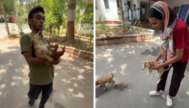Pune: Six Puppies Separated From Mother, Dumped in Remote Area; NCR ...